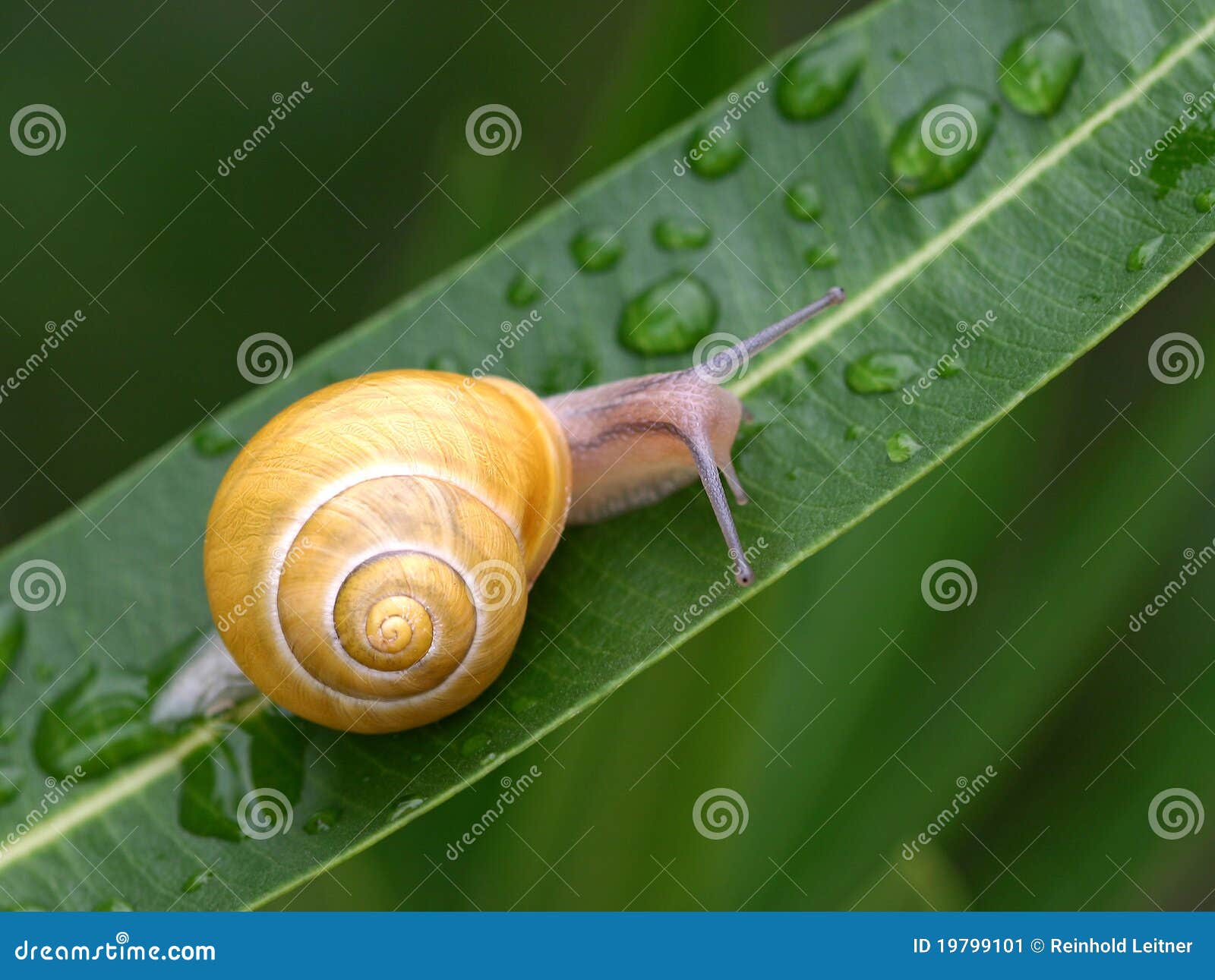 Snail on a leaf stock image. Image of peace, grass, insect - 19799101