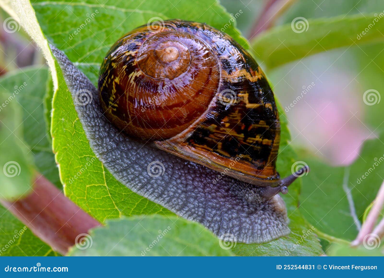 Snail on Green Leaf 01 stock image. Image of escargo - 252544831
