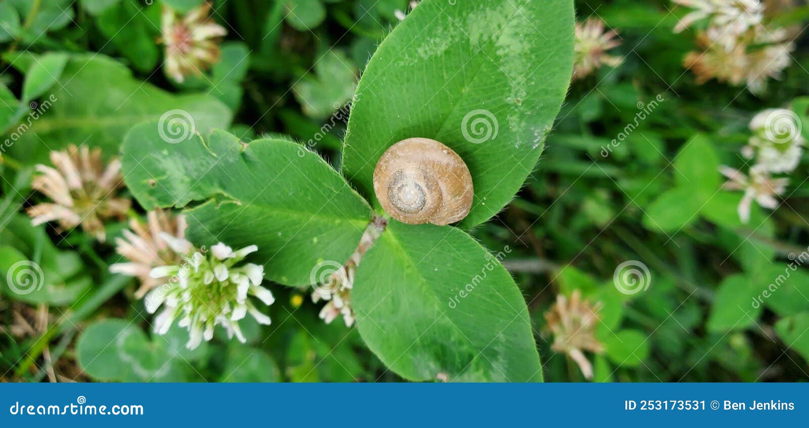 Snail on leaf stock image. Image of insect, fruit, evergreen - 253173531
