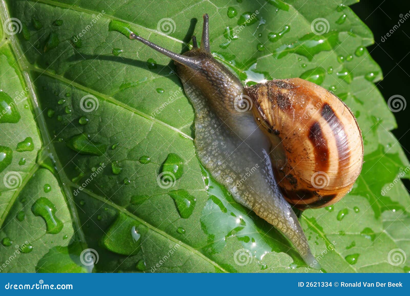 Snail on leaf stock photo. Image of nature, leaf, tentacles - 2621334