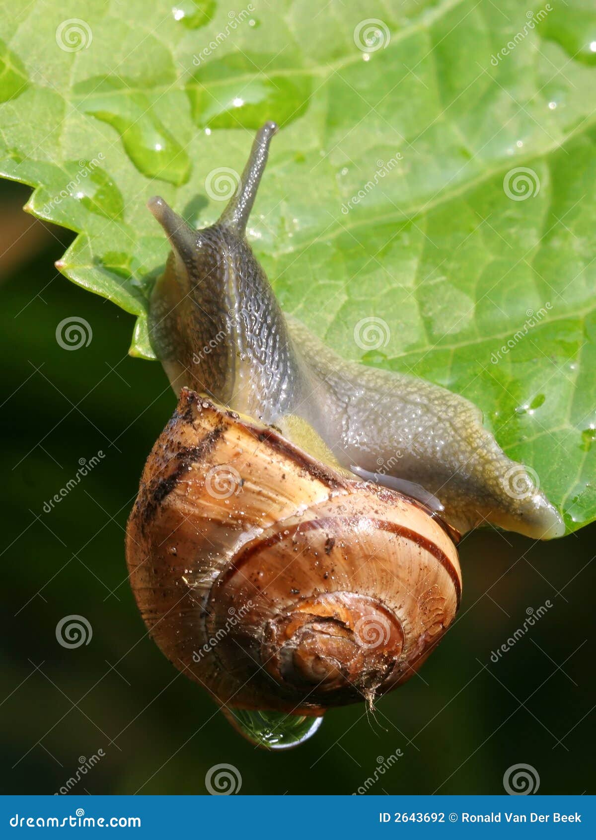 Snail on leaf stock photo. Image of waterdrops, green - 2643692