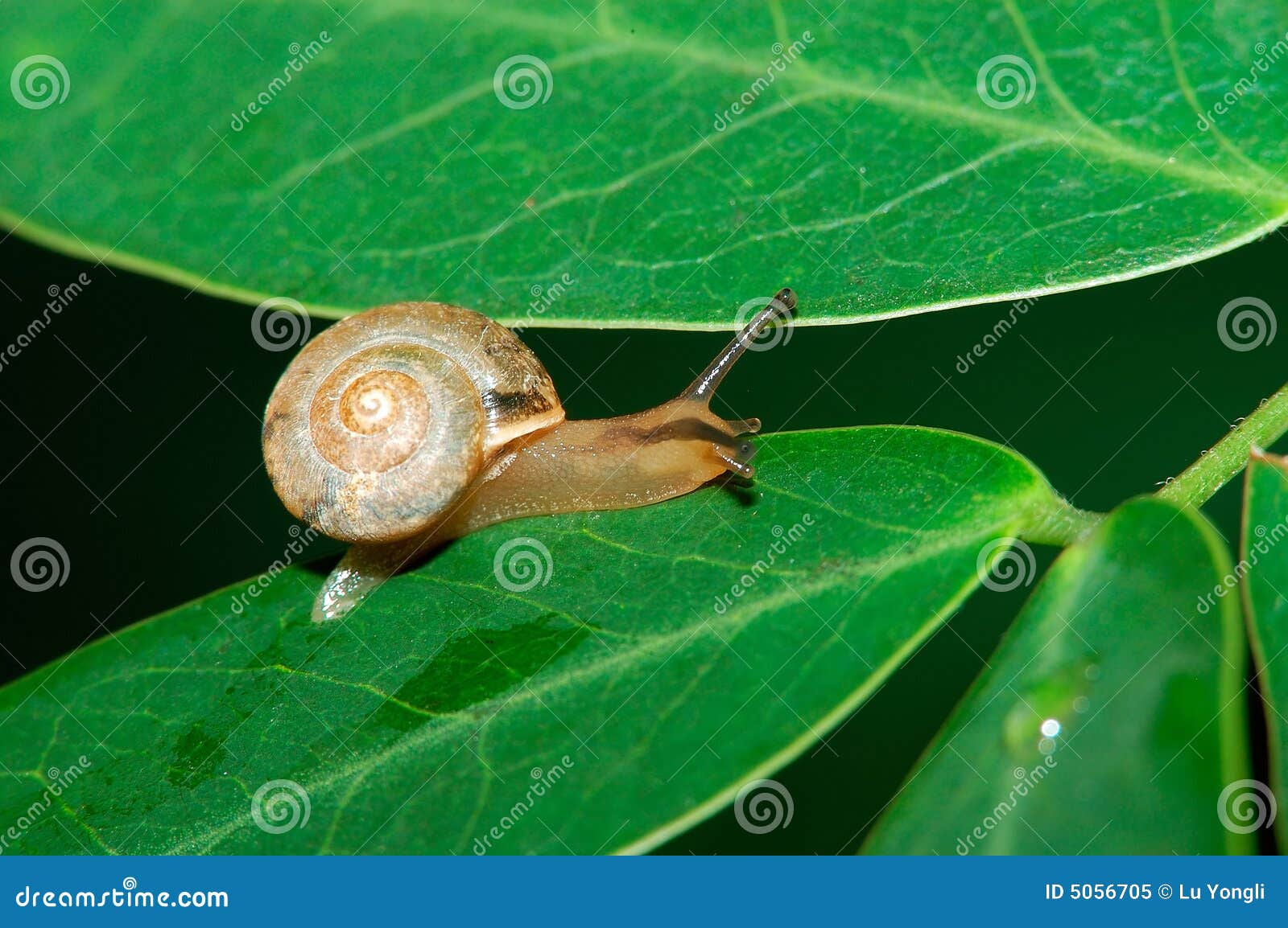 A snail on the leaf stock image. Image of crawl, creep - 5056705