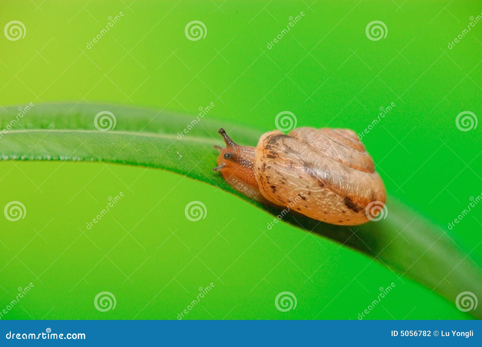 A snail on the leaf stock photo. Image of effort, indolent - 5056782