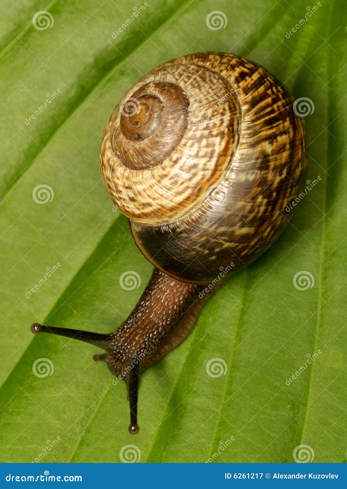 Snail on a leaf stock image. Image of shell, green, horned - 6261217