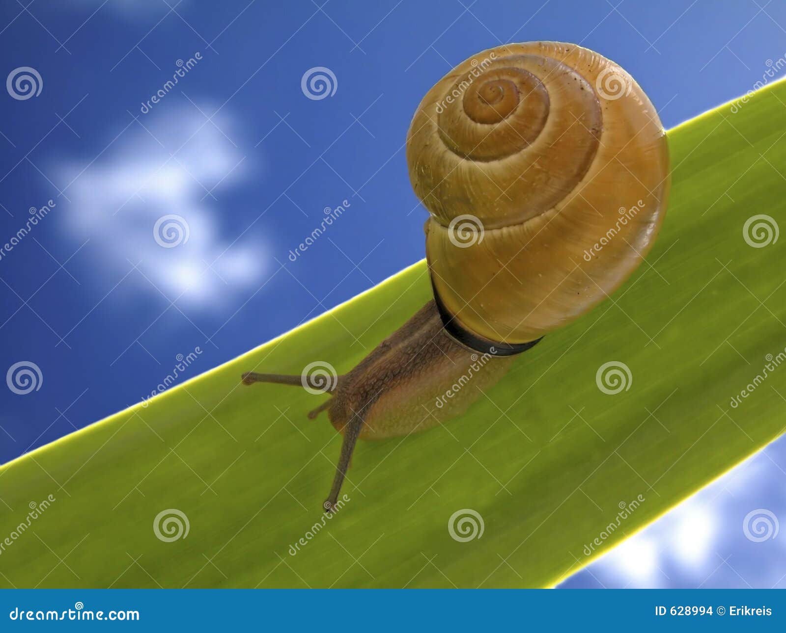 Snail in the leaf stock photo. Image of color, transparent - 628994