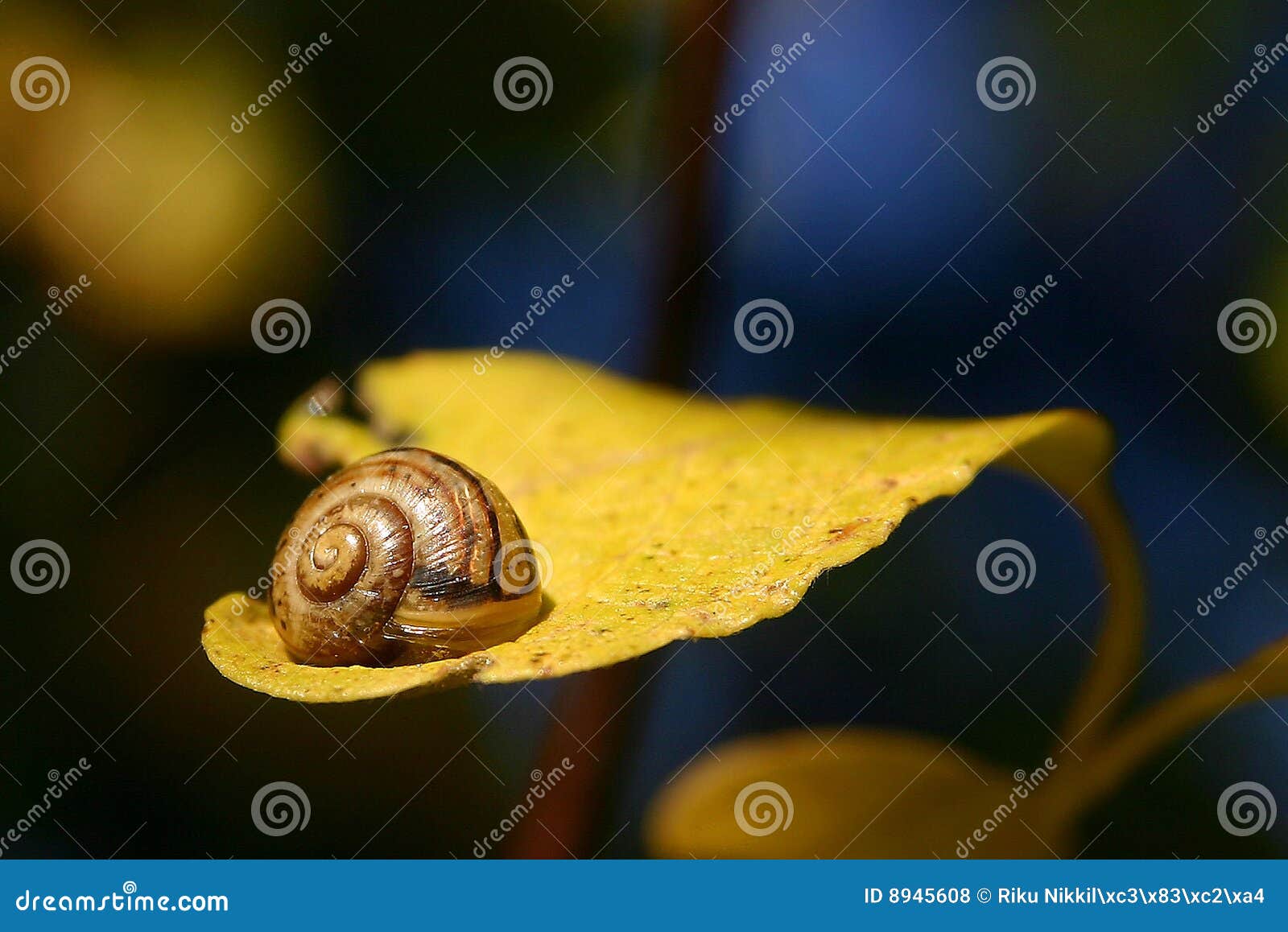 Snail on a leaf stock photo. Image of autumn, animal, spiral - 8945608