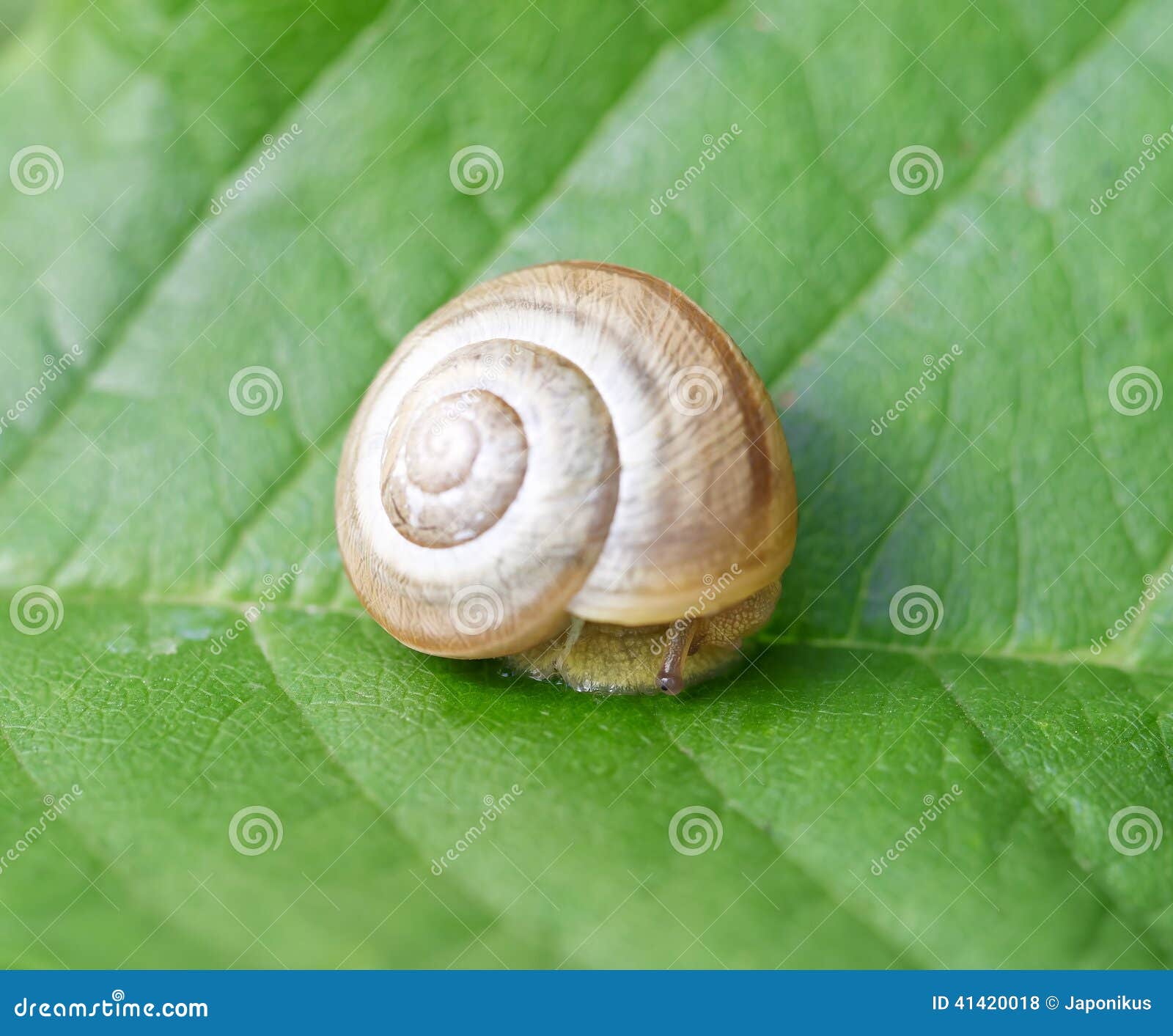 Snail on the leaf stock photo. Image of isolated, move - 41420018
