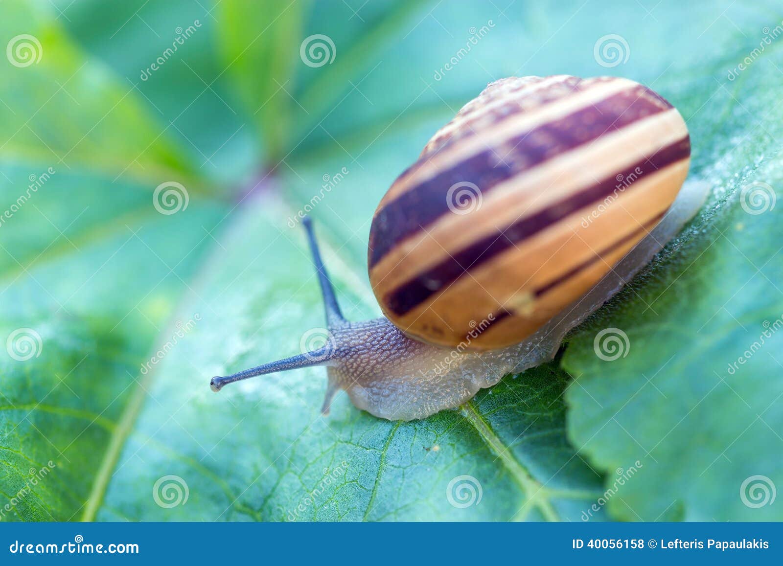 Snail on leaf stock photo. Image of invertebrate, motion - 40056158
