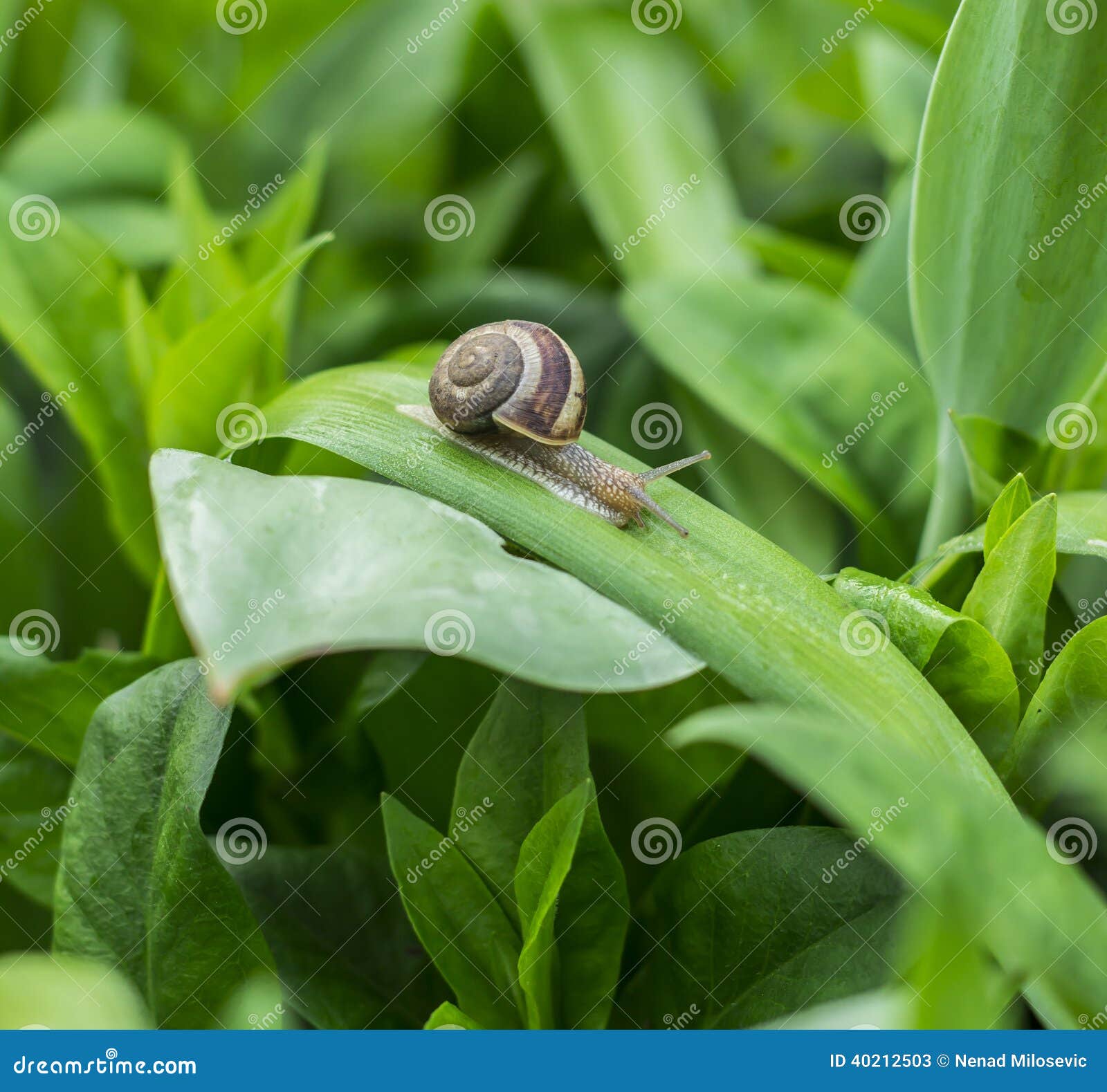 Snail on leaf in garden stock image. Image of green, flower - 40212503
