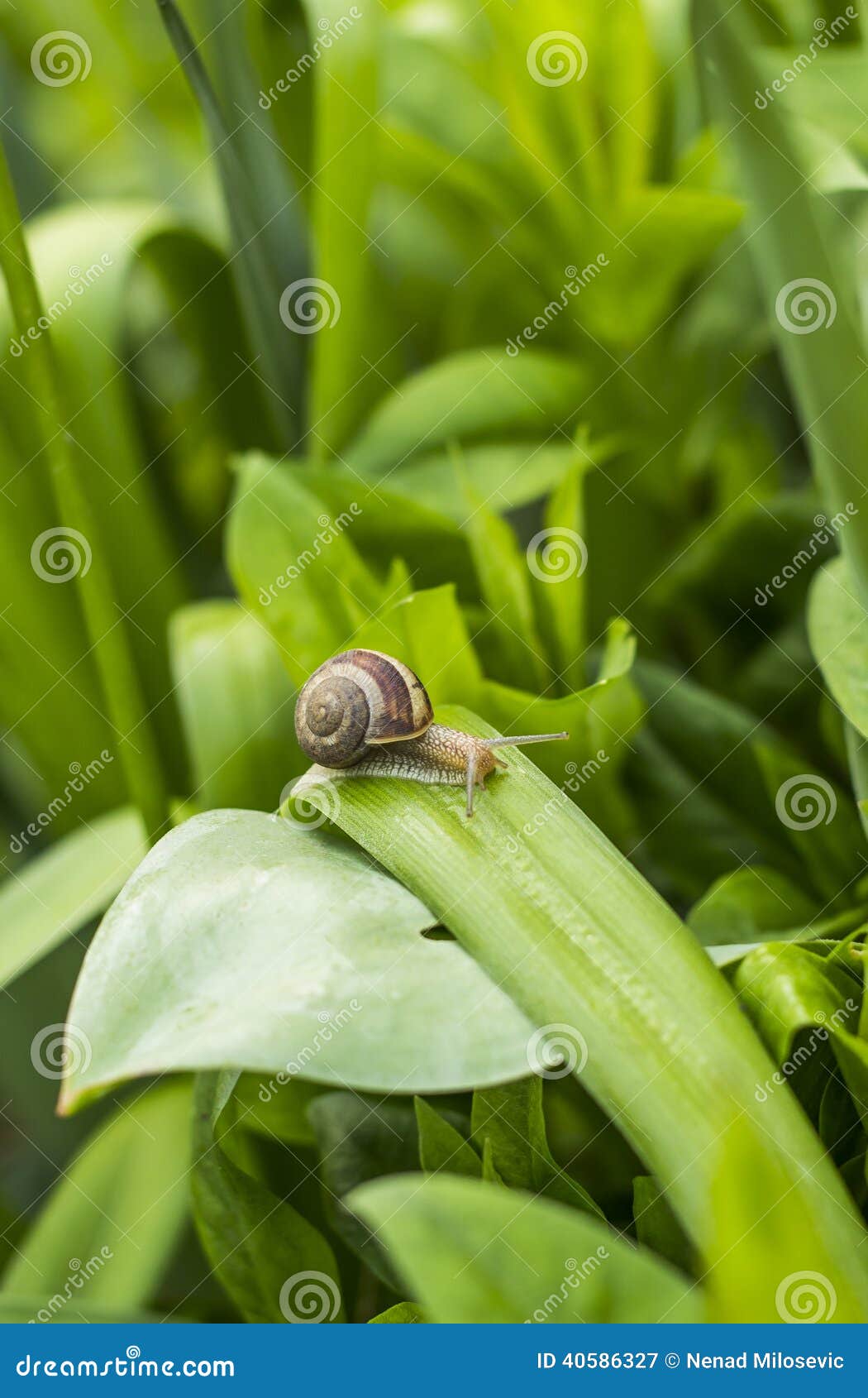 Snail on leaf in garden stock image. Image of move, speed - 40586327
