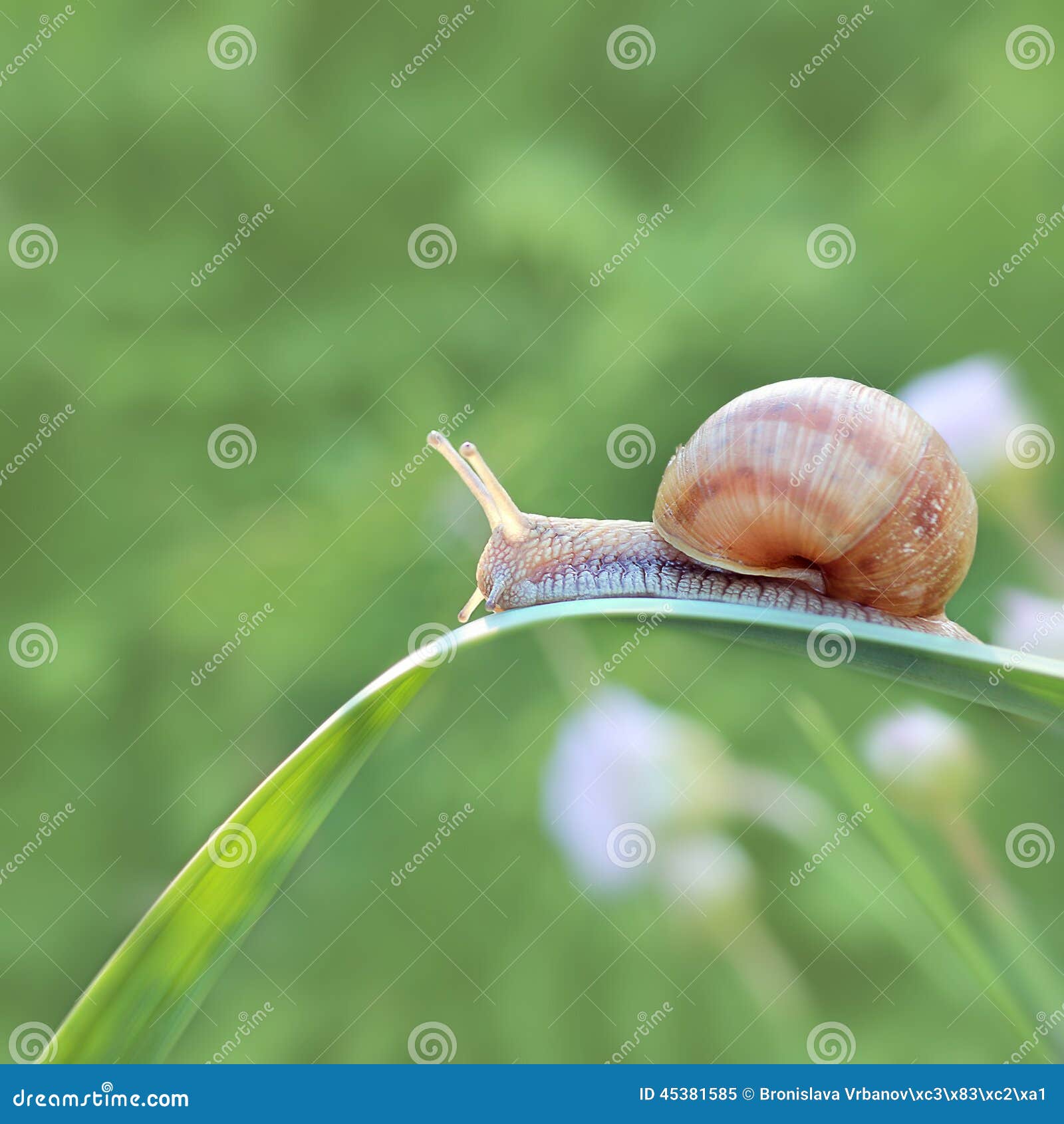 Snail on leaf stock image. Image of beauty, macro, green - 45381585