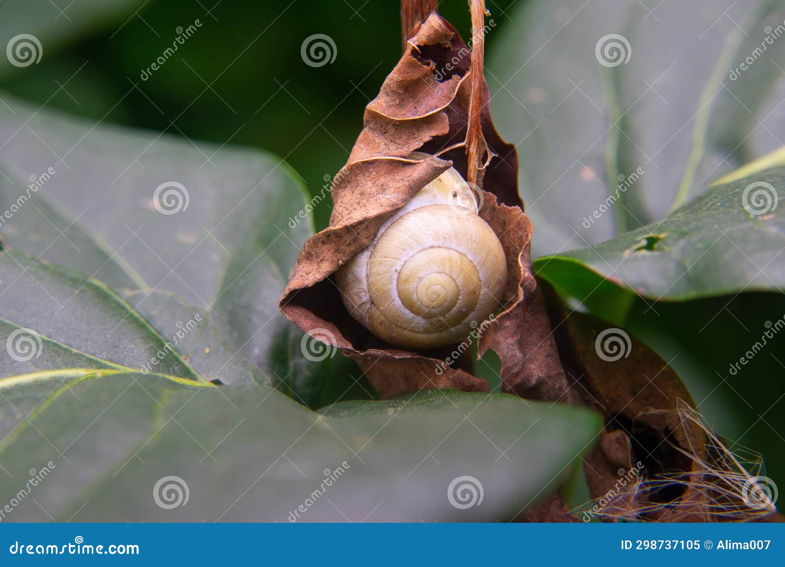 A Snail in a Leaf, a Snail in Hiding Stock Image - Image of wild ...