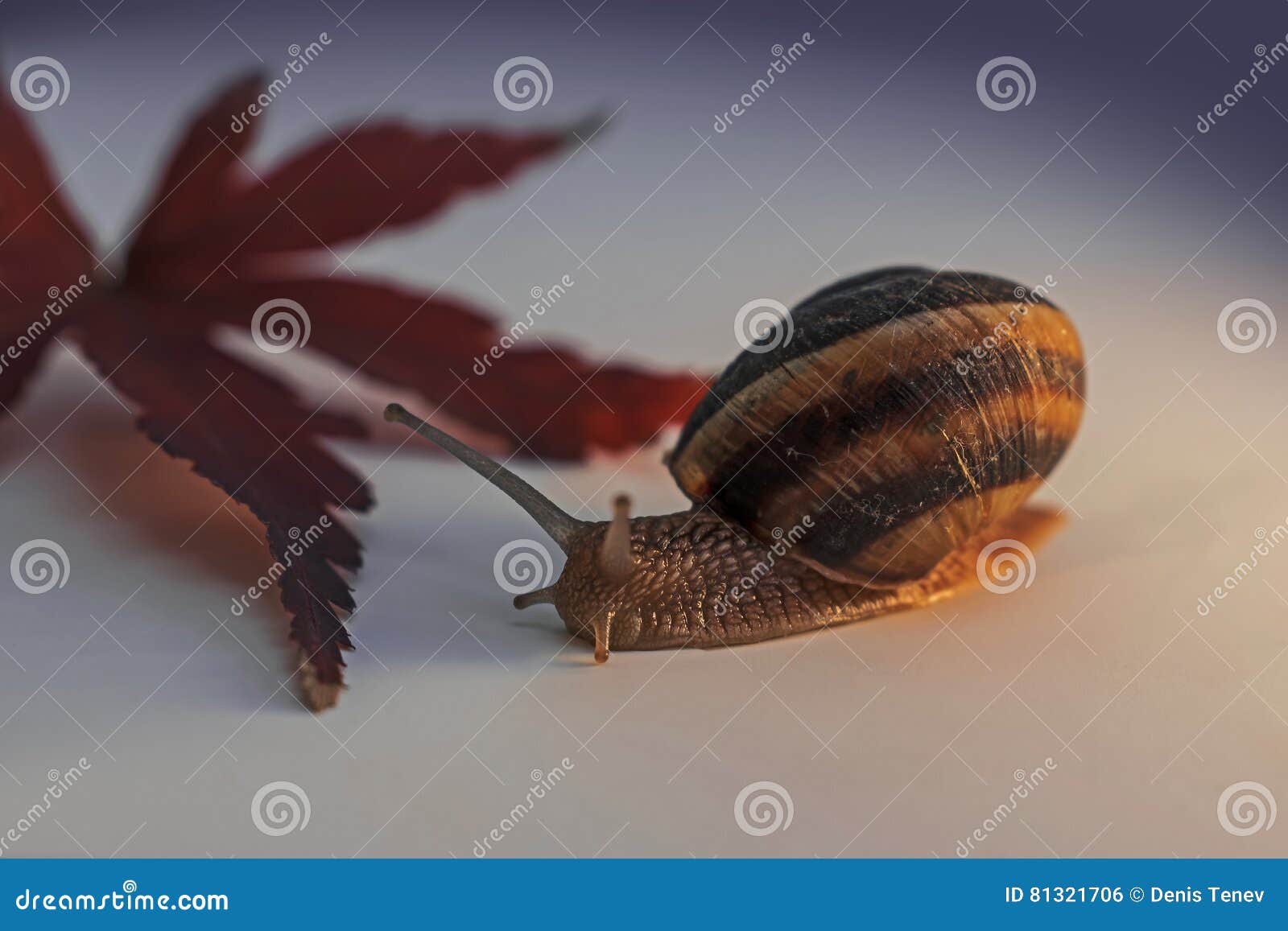 The Snail On The Maple Leaf Royalty-Free Stock Photography ...