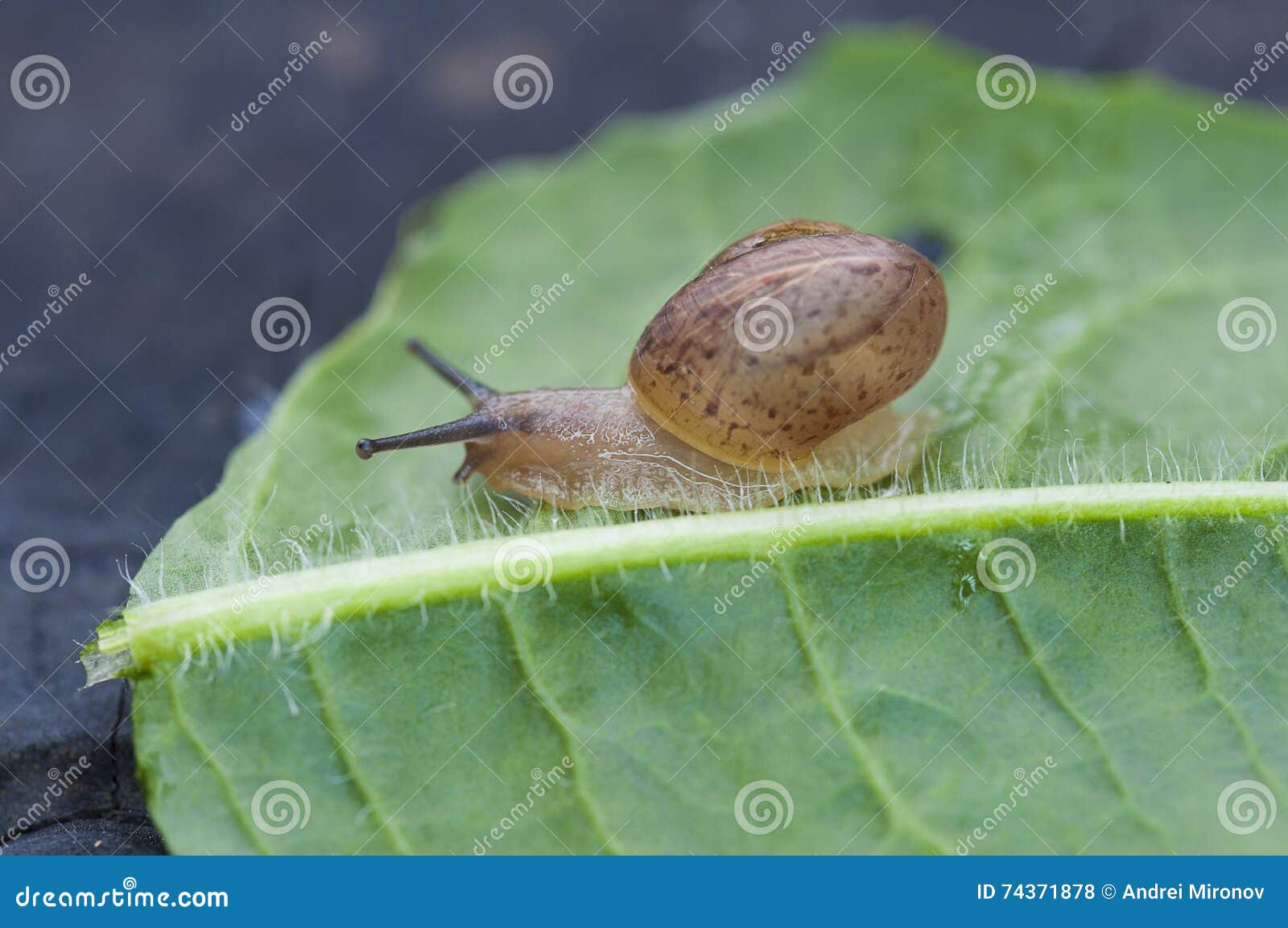 Snail on a leaf stock photo. Image of beautifu, tracks - 74371878