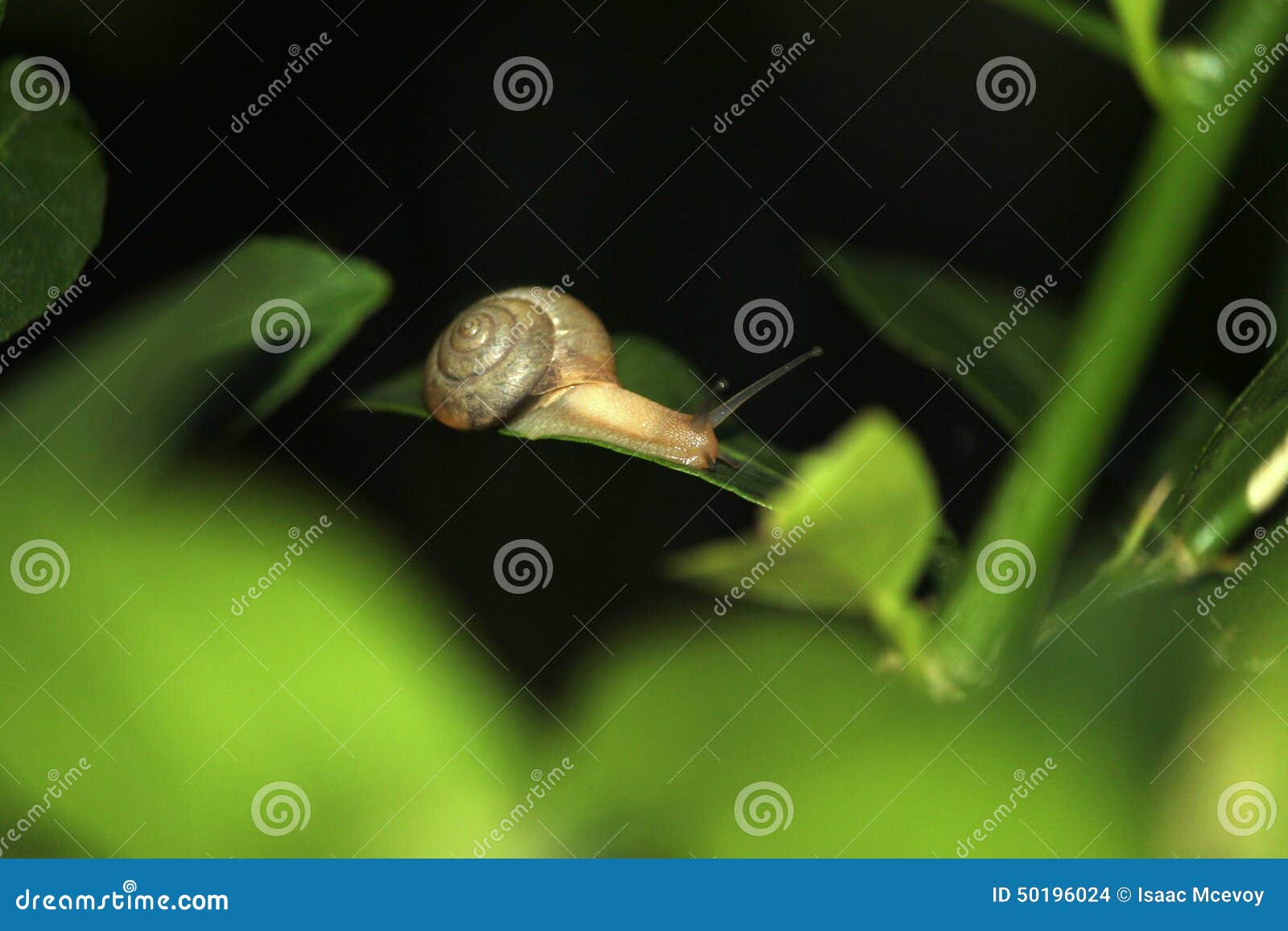 Snail on leaf at night stock photo. Image of guinea, papua - 50196024
