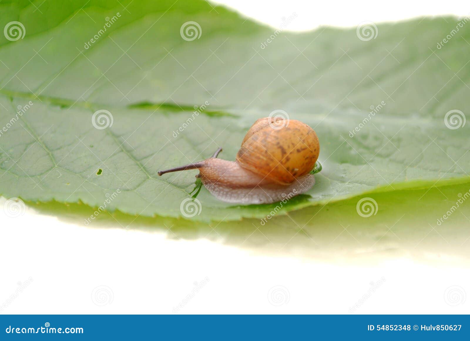 Snail on the leaf stock photo. Image of gummy, leaves - 54852348