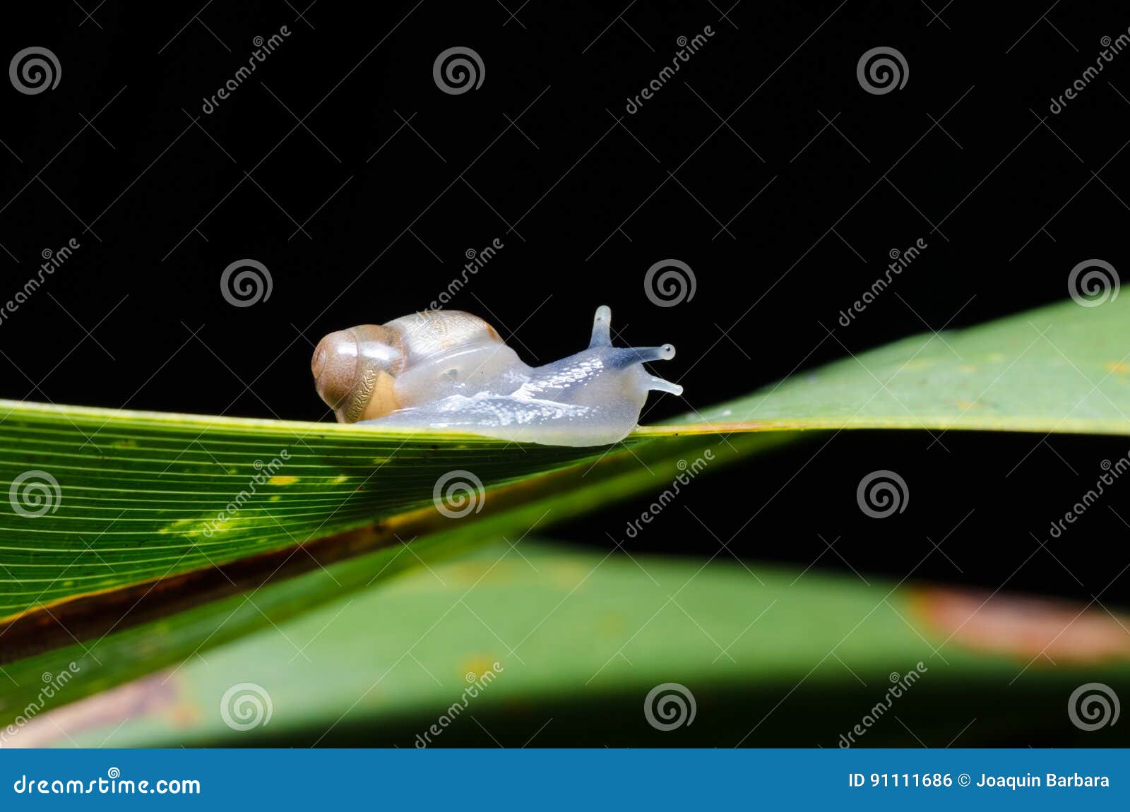 Snail on a leaf stock photo. Image of horns, green, determined - 91111686
