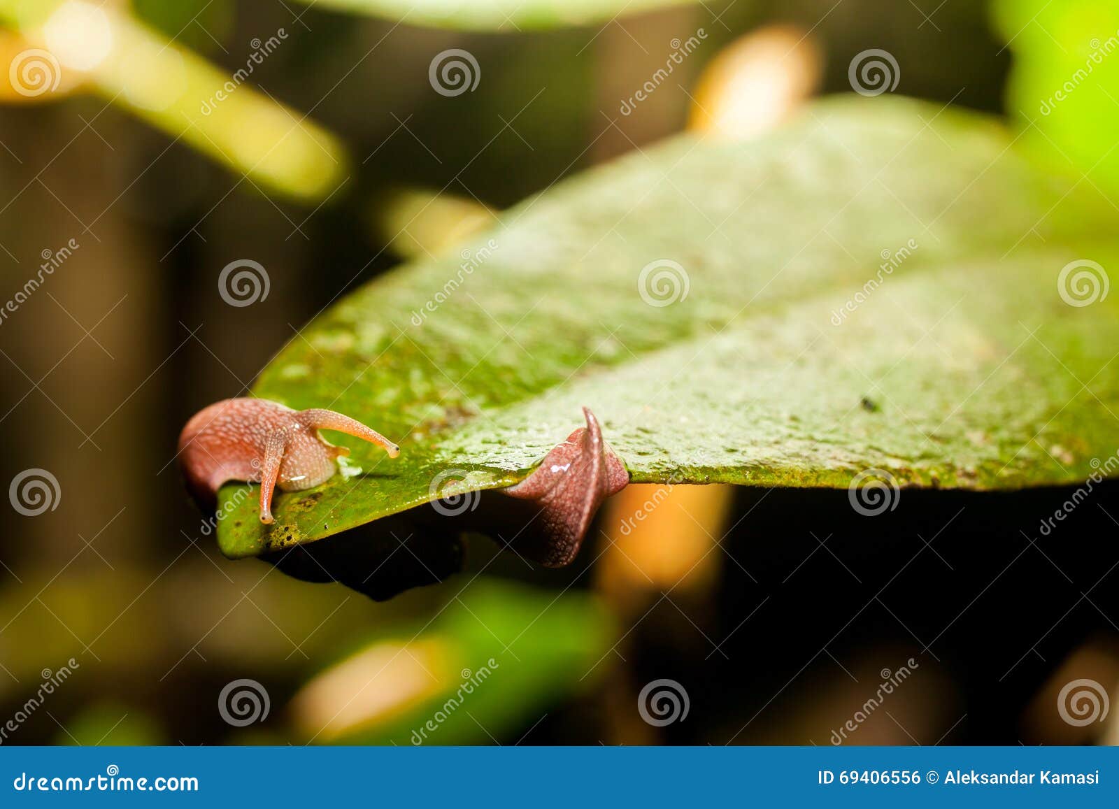 Snail on Leaf in Rainforest Stock Photo - Image of rainforest ...
