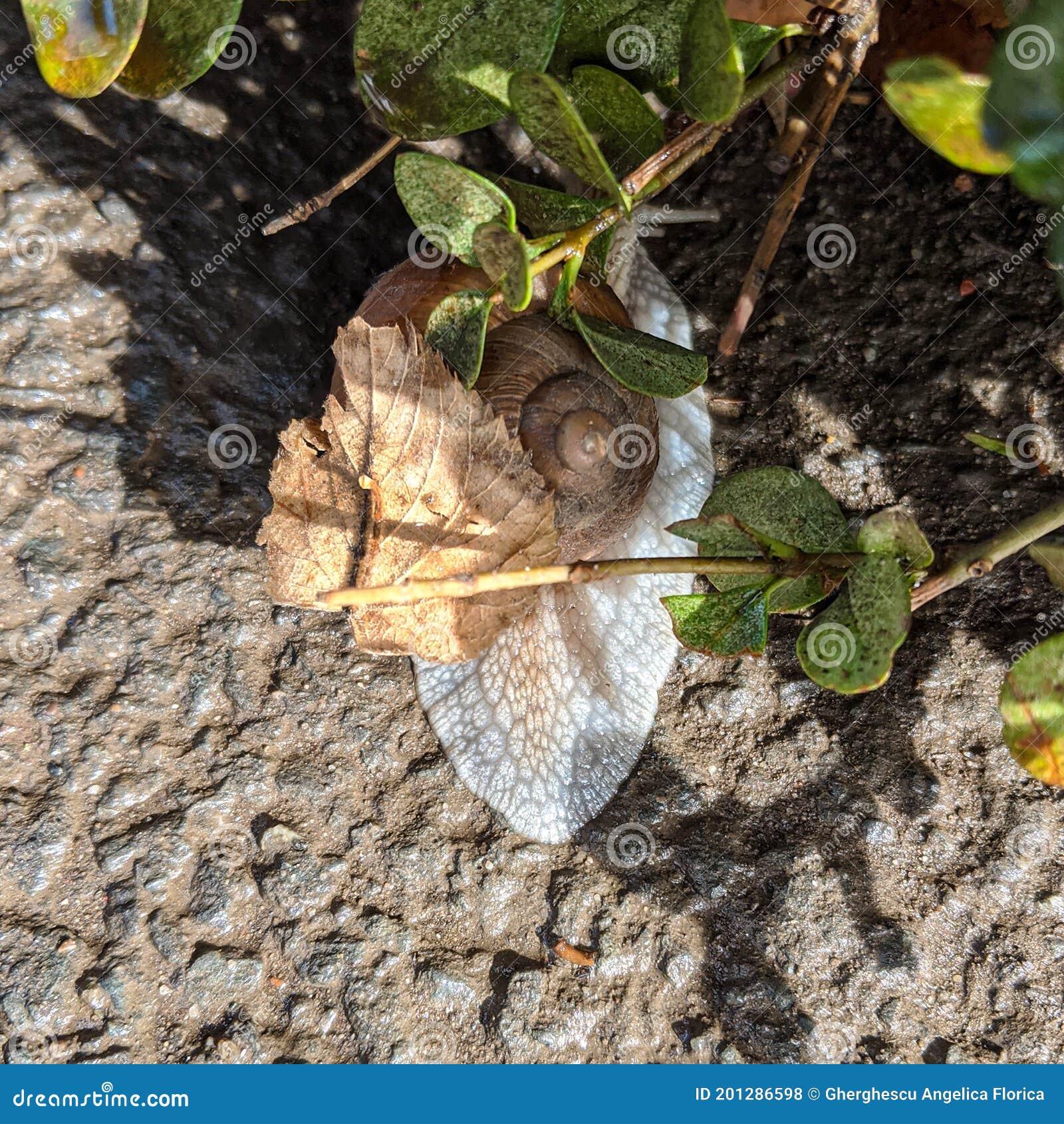 Snail with the Leaf on the Shell - Cornu Aspersum Syn. Cryptomphalus ...