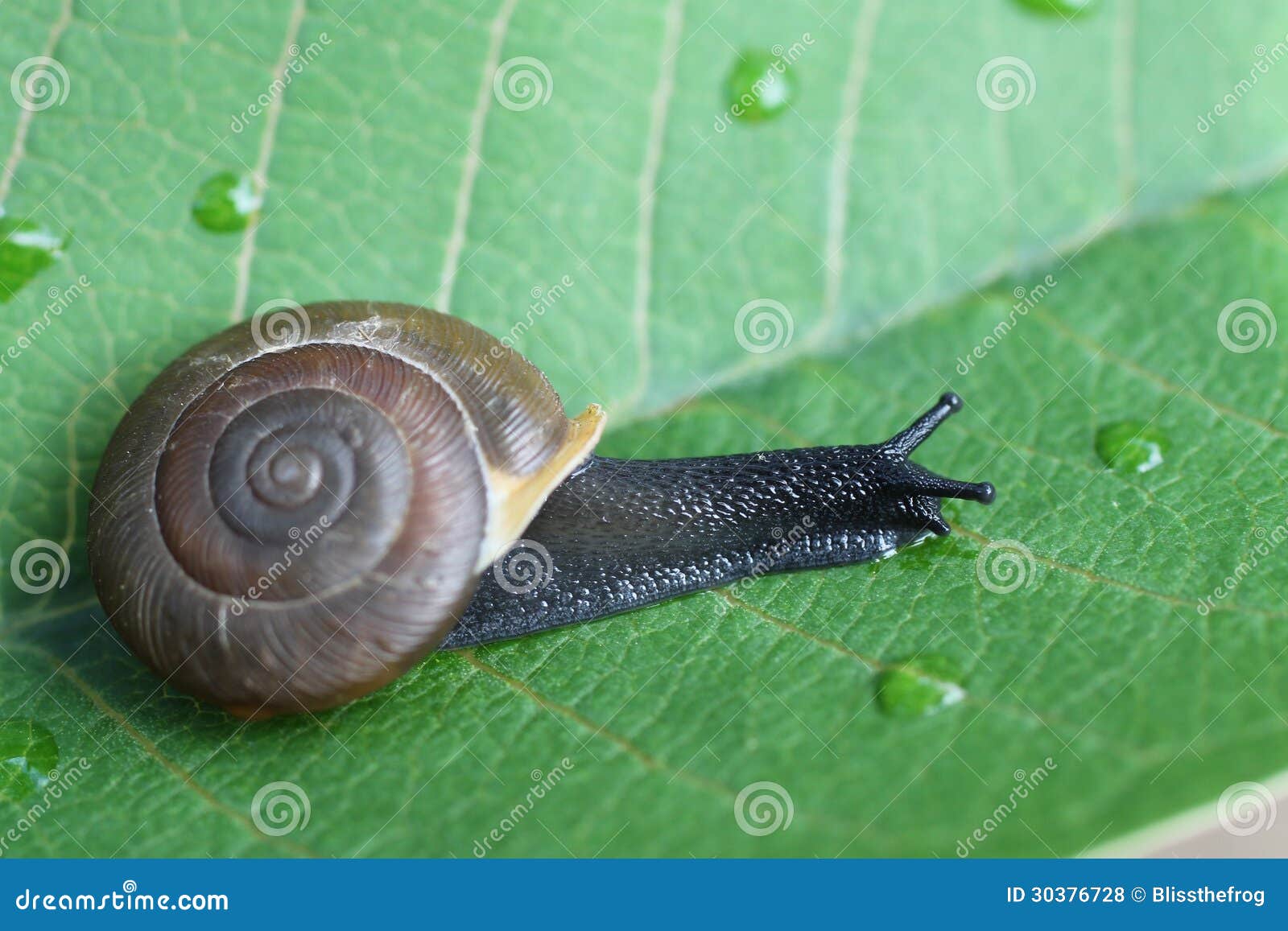 Snail on Leaf stock photo. Image of leaf, slime, crawl - 30376728