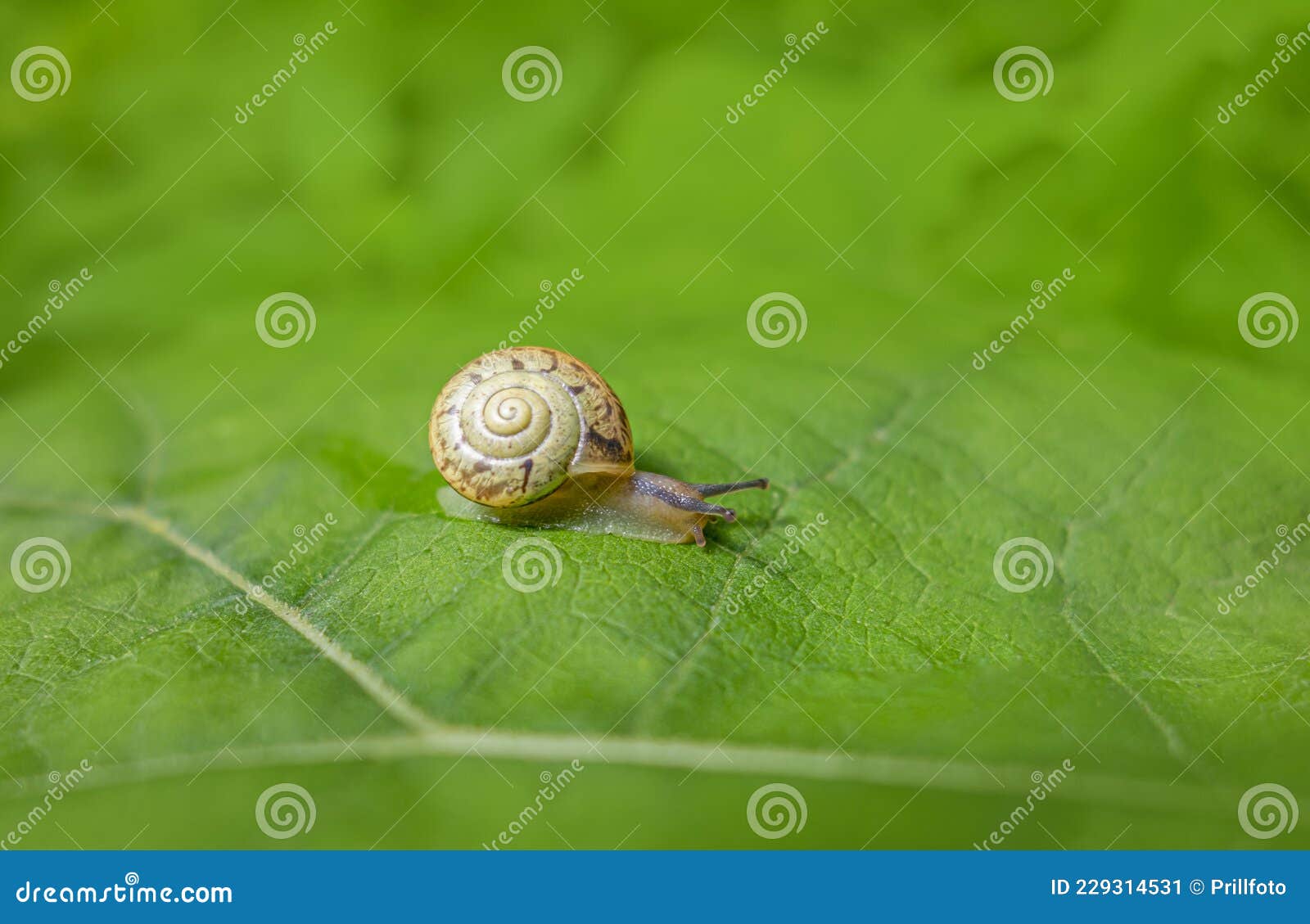 Snail on leaf stock image. Image of leaf, helicid, macularia - 229314531