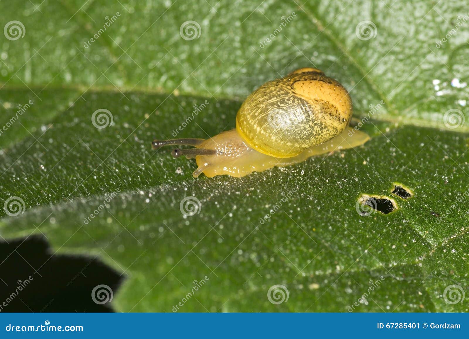 Snail on leaf stock image. Image of pest, shot, invertebrate - 67285401