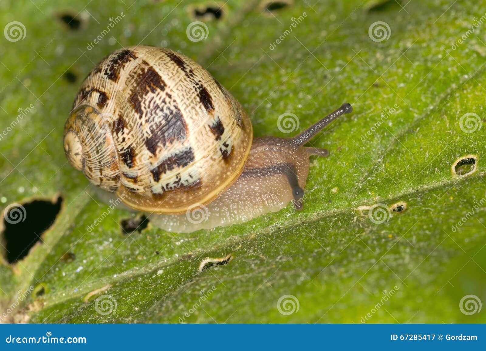Snail on leaf stock image. Image of small, invertebrate - 67285417