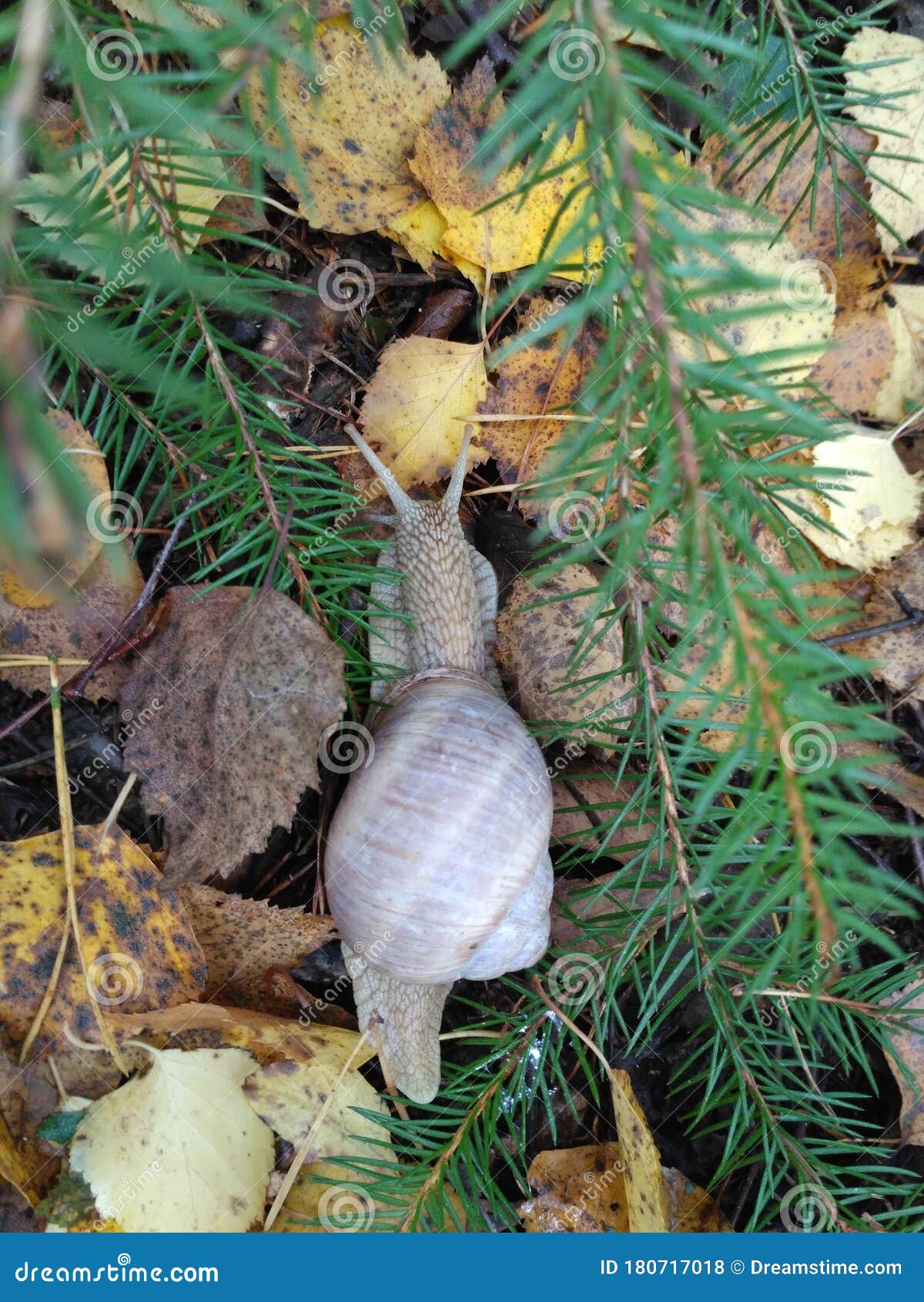 Snail leaf soil stock photo. Image of food, flower, snail - 180717018