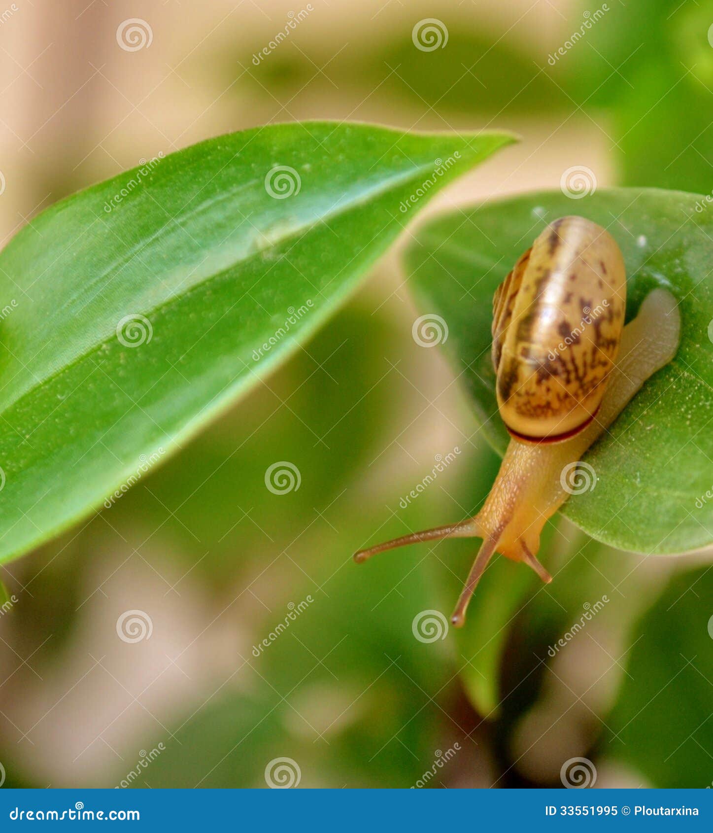 Snail on a leaf stock image. Image of grass, mollusk - 33551995