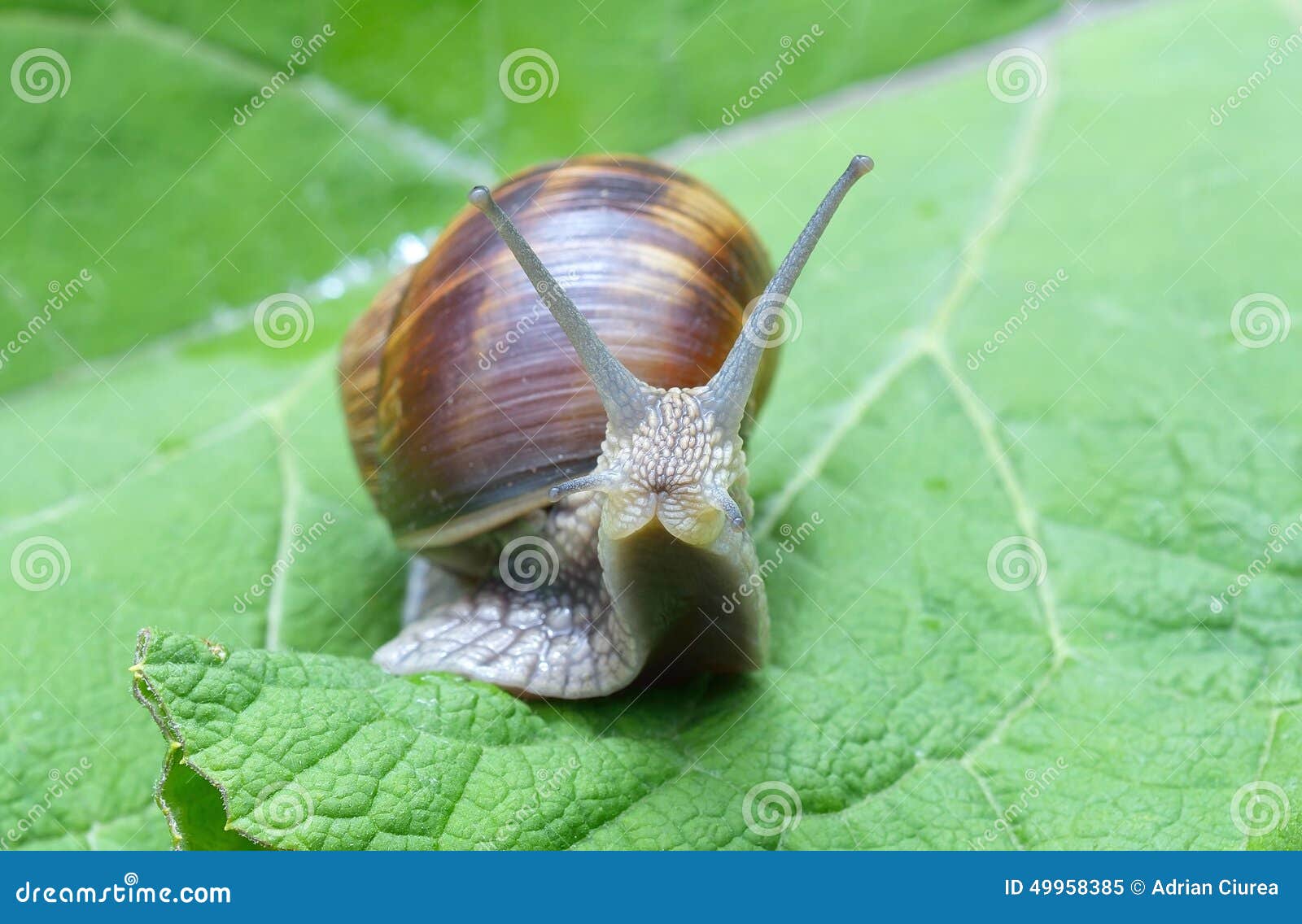 Snail on a leaf stock image. Image of animal, grass, ingredients - 49958385