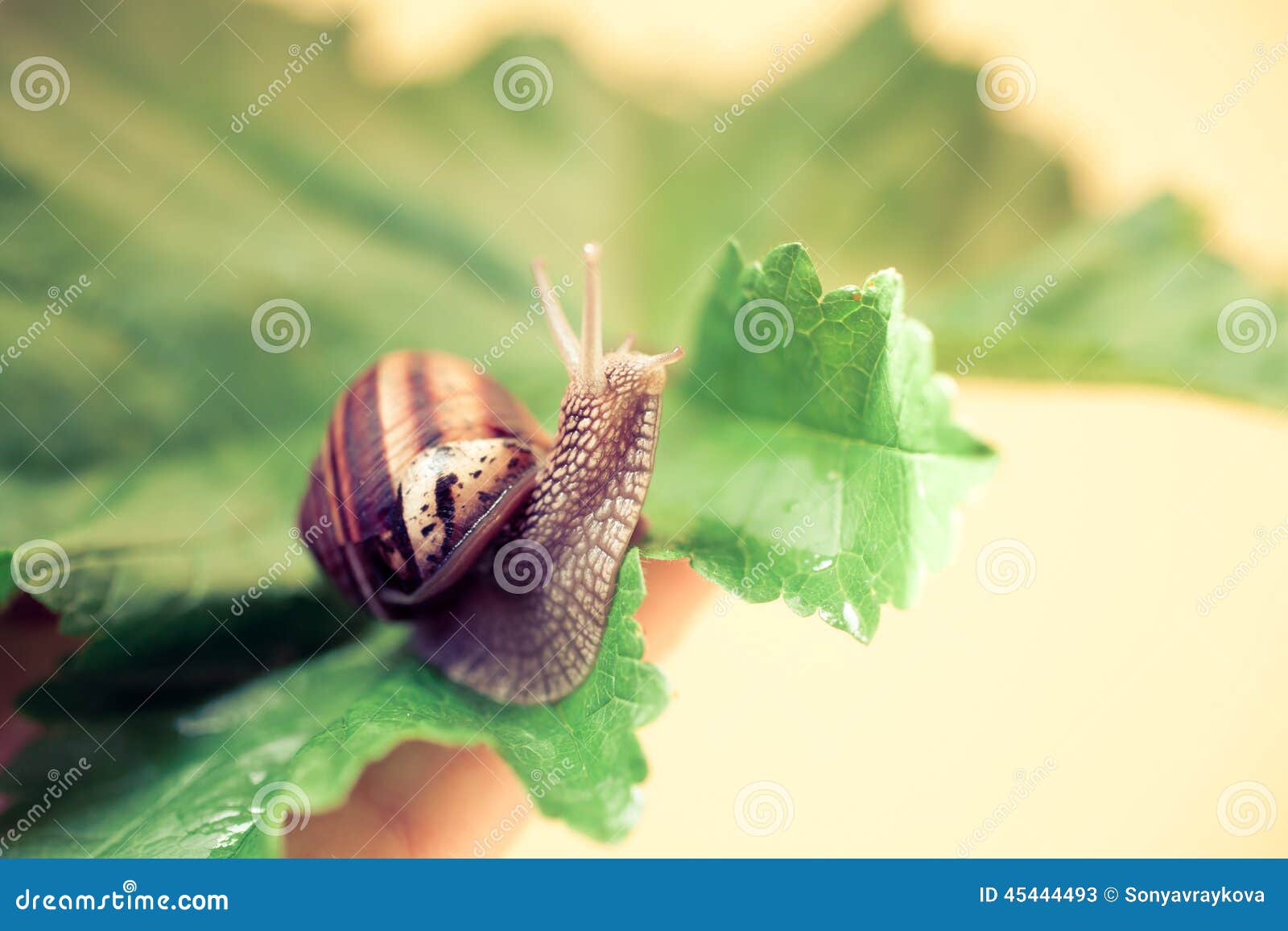 Snail on a leaf standing stock image. Image of organic - 45444493