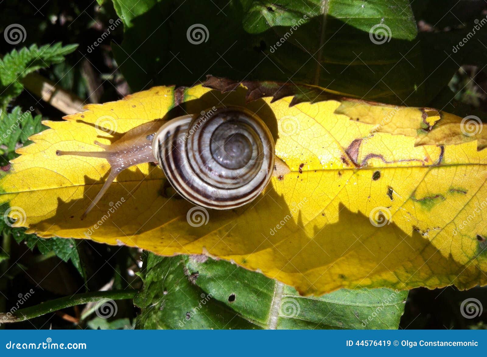 Snail on the leaf stock image. Image of green, yellow - 44576419