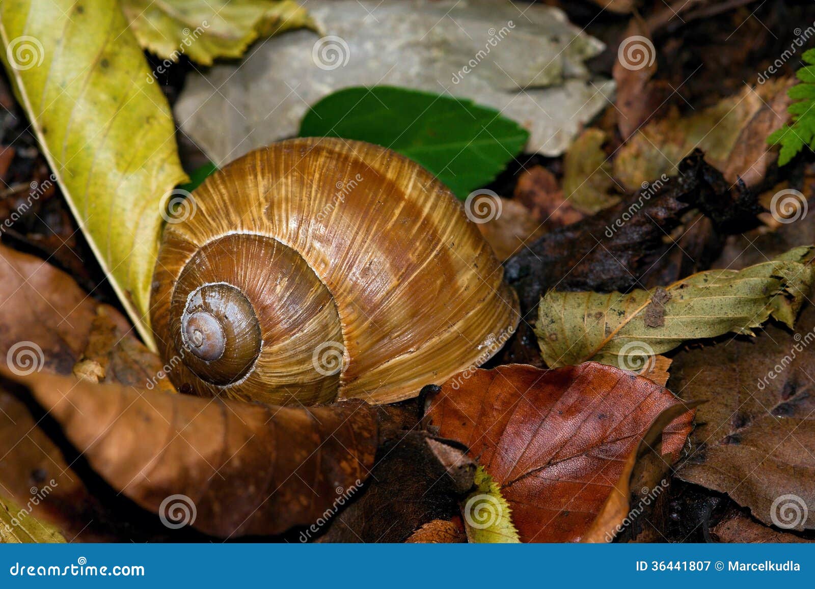 Snail in the leaves stock image. Image of invertebrates - 36441807