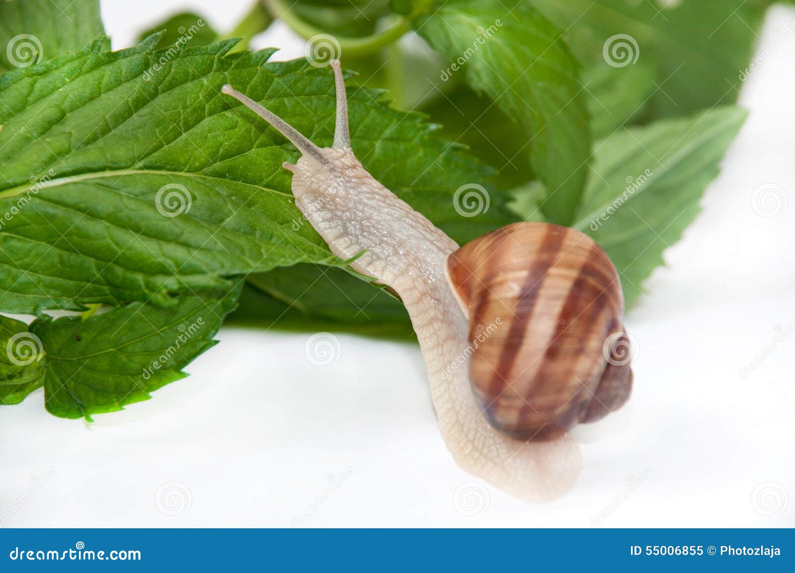 Snail on the Leaves of Mint Stock Image - Image of curiosity, land ...