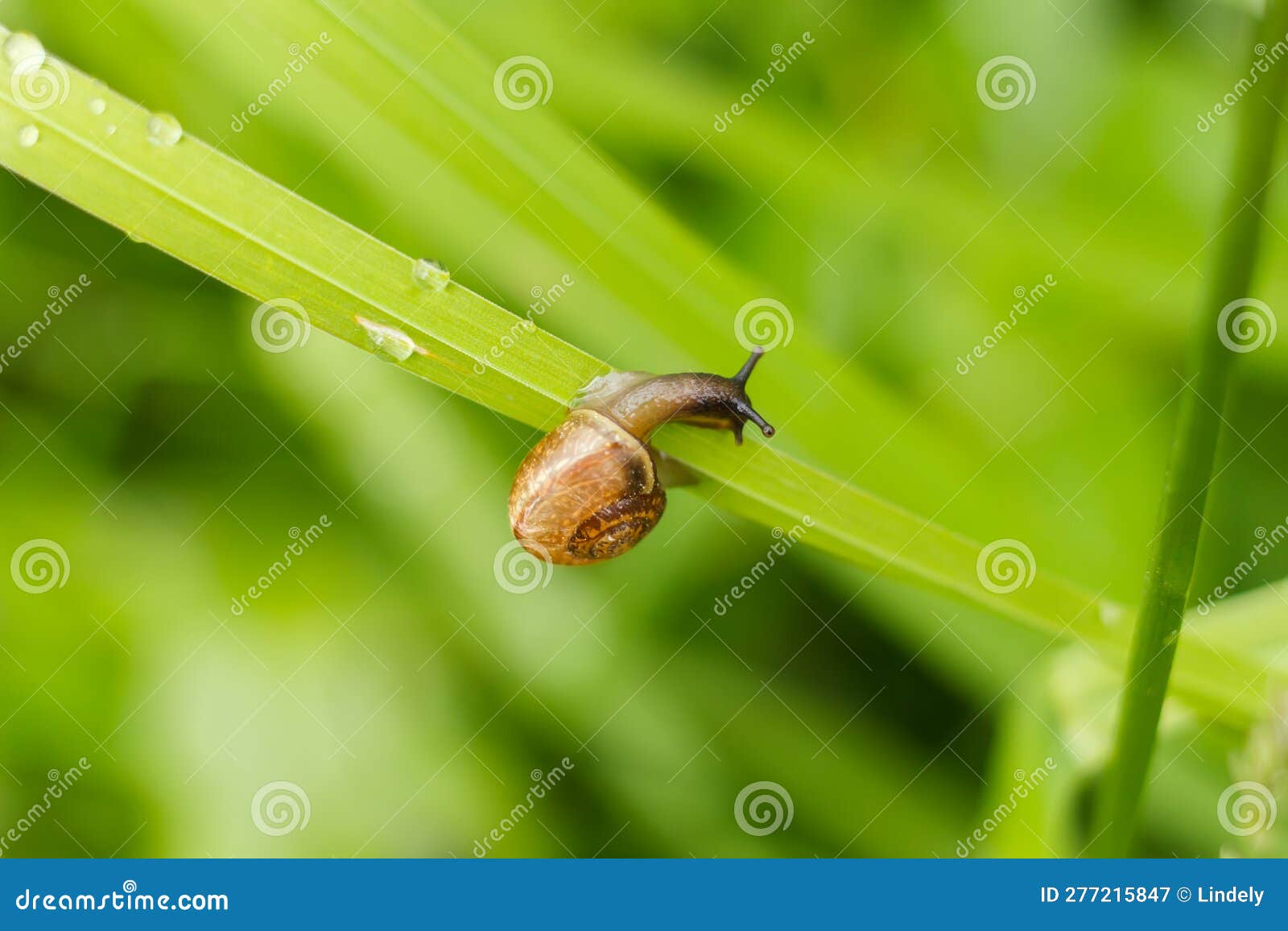 Snail on leaves after rain stock image. Image of outdoors - 277215847