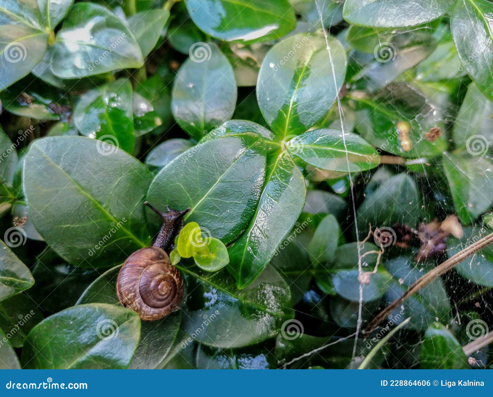 Snail on leaves stock photo. Image of nature, green - 228864606