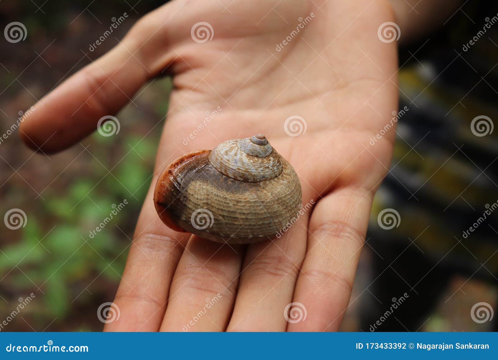 When snail left the house stock photo. Image of house - 173433392
