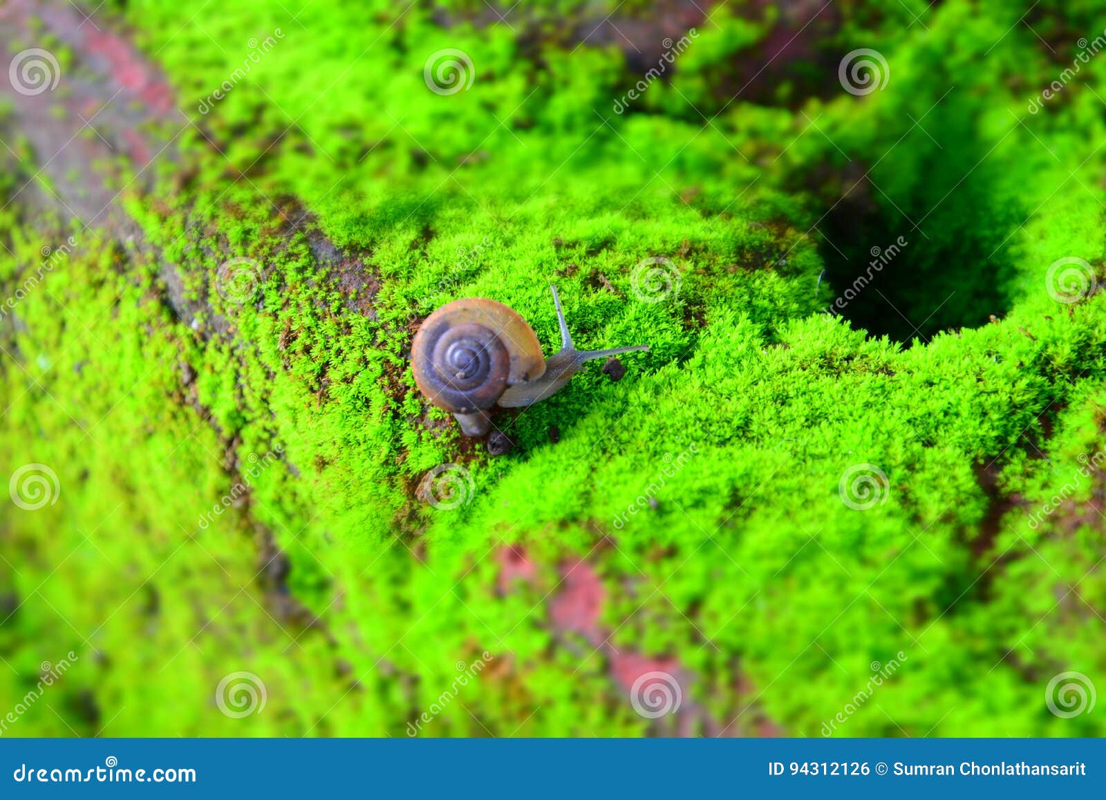 Snail life stock photo. Image of nature, snails, beautiful - 94312126
