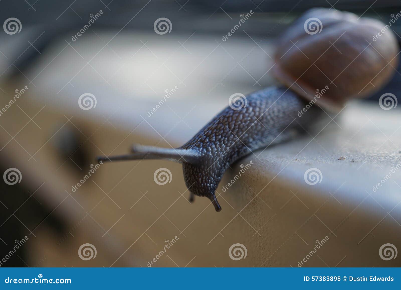 Snail life stock photo. Image of macrophotography, upclose - 57383898