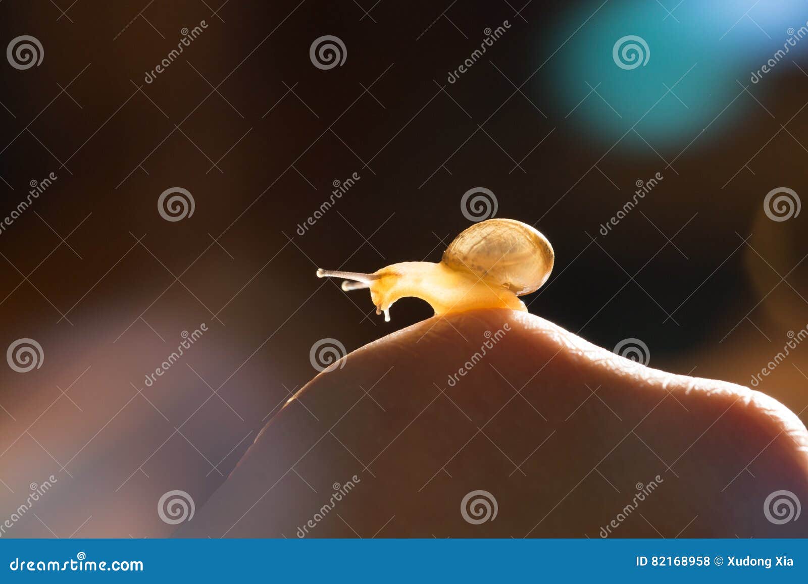 Snail stock photo. Image of translucent, animal, black - 82168958