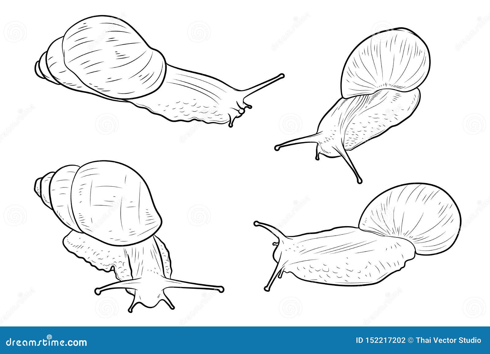 Snail line art stock vector. Illustration of gastropod - 152217202