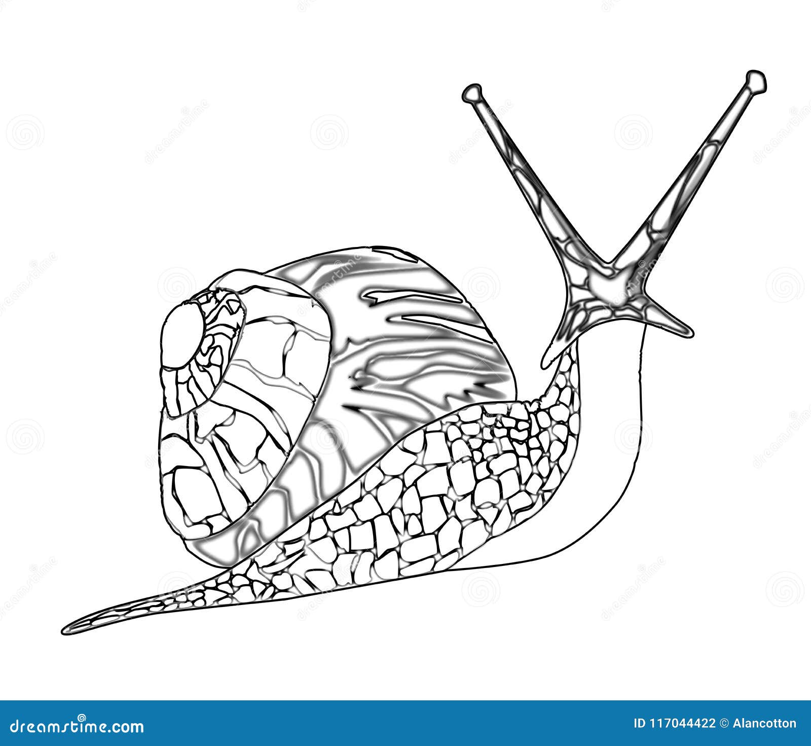 Snail Line Drawing
