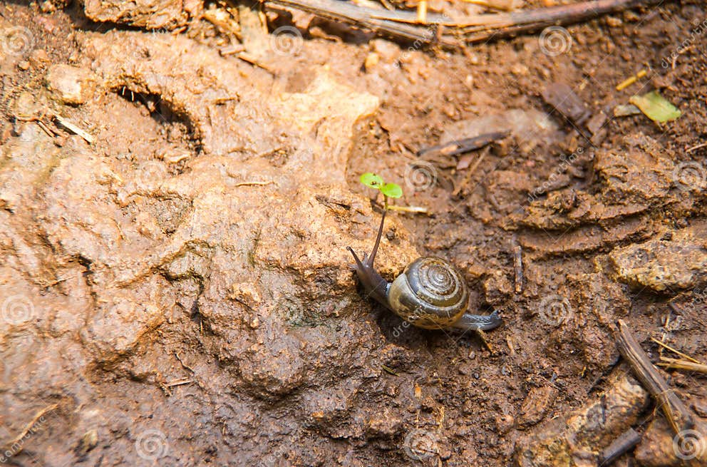 Snail-3 stock photo. Image of defence, beautiful, pebble - 56204222