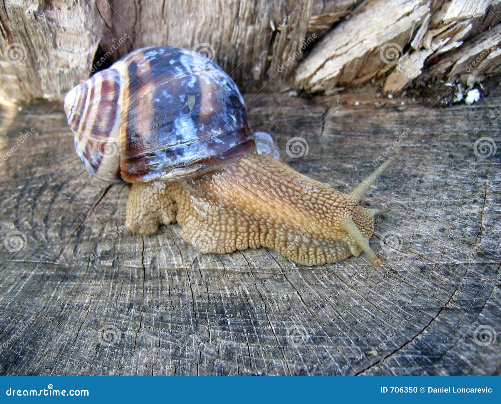 Snail on the log stock photo. Image of shell, rodent, snails - 706350