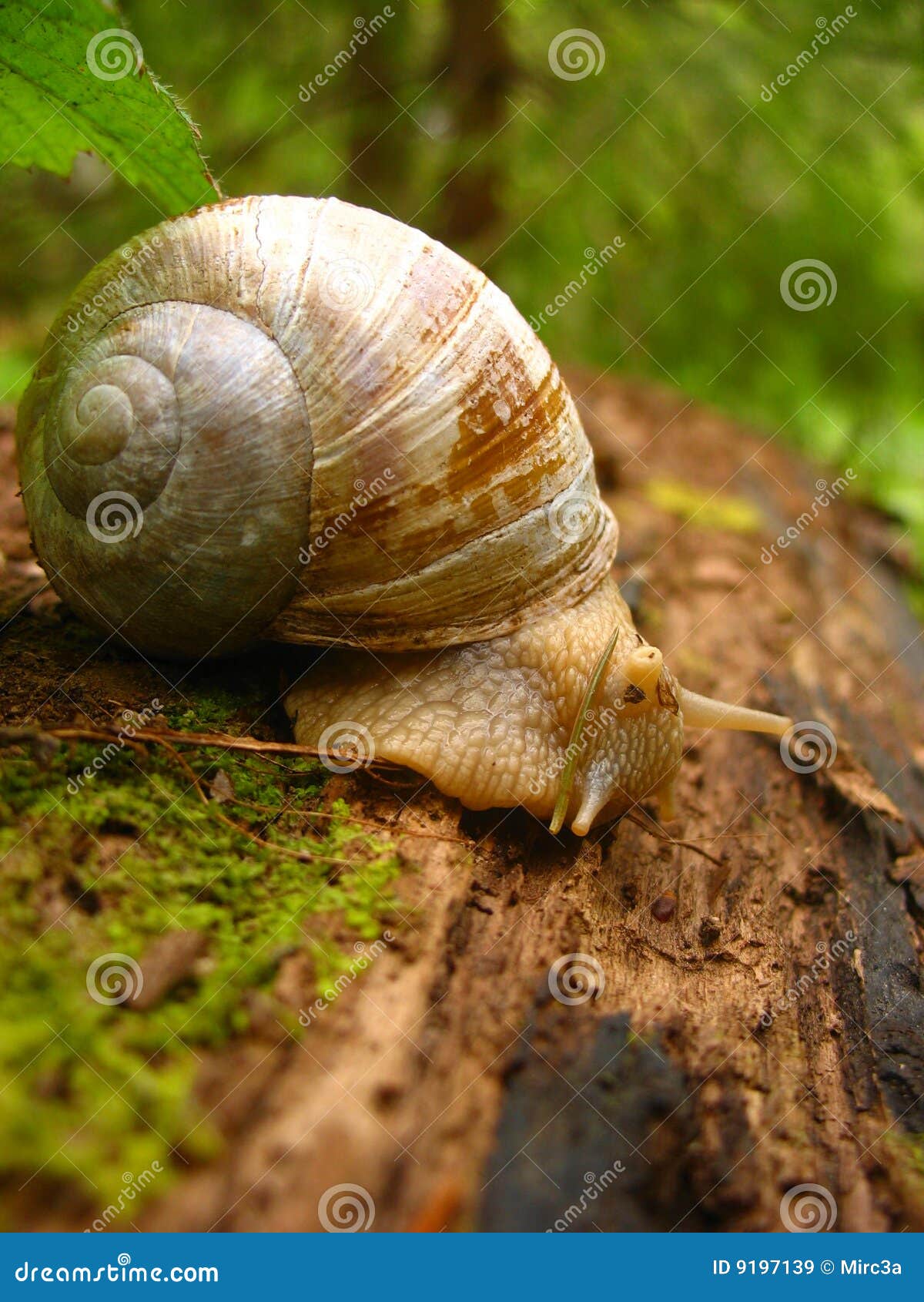 Snail on a log stock image. Image of snail, nature, invertebrate - 9197139