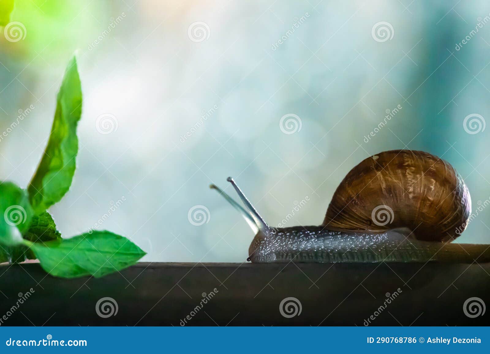 Snail on a Log stock photo. Image of green, leaf, escargot - 290768786