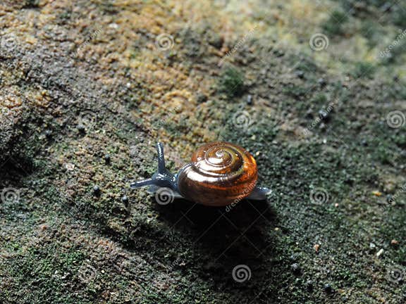 Snail on log stock image. Image of closeup, wildlife - 100688429