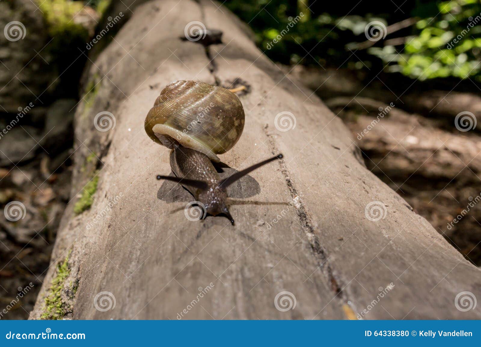 Snail on Log Straight on stock photo. Image of antennae - 64338380
