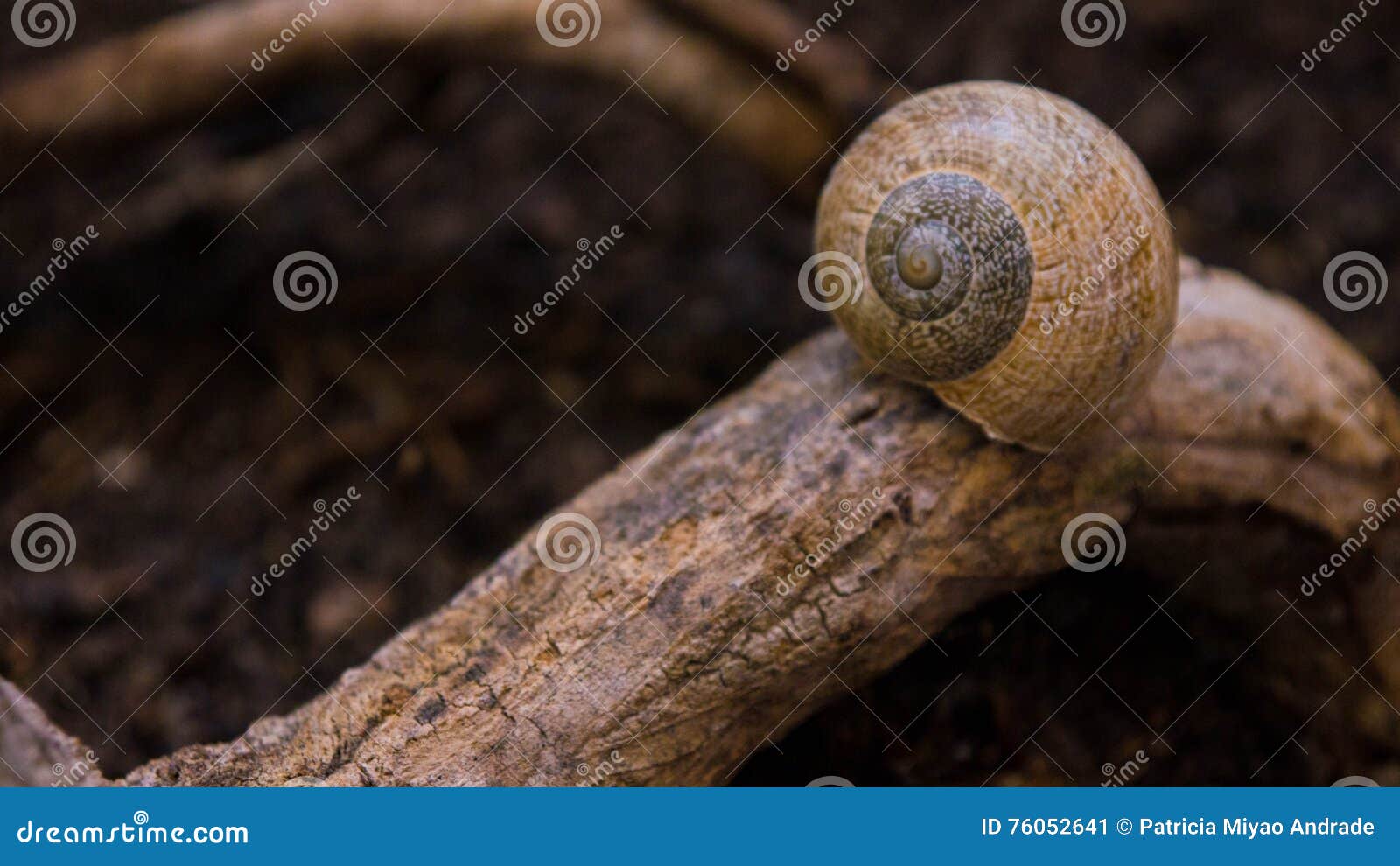 Snail in Log stock image. Image of tiny, covert, nature - 76052641