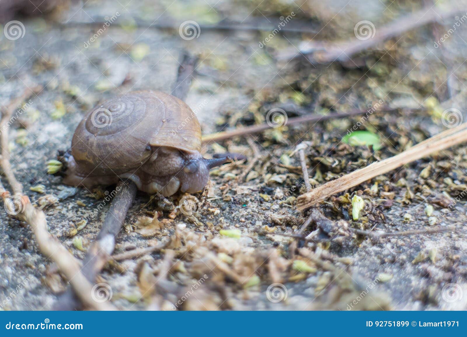 Snail on the log stock image. Image of gastropod, slow - 92751899